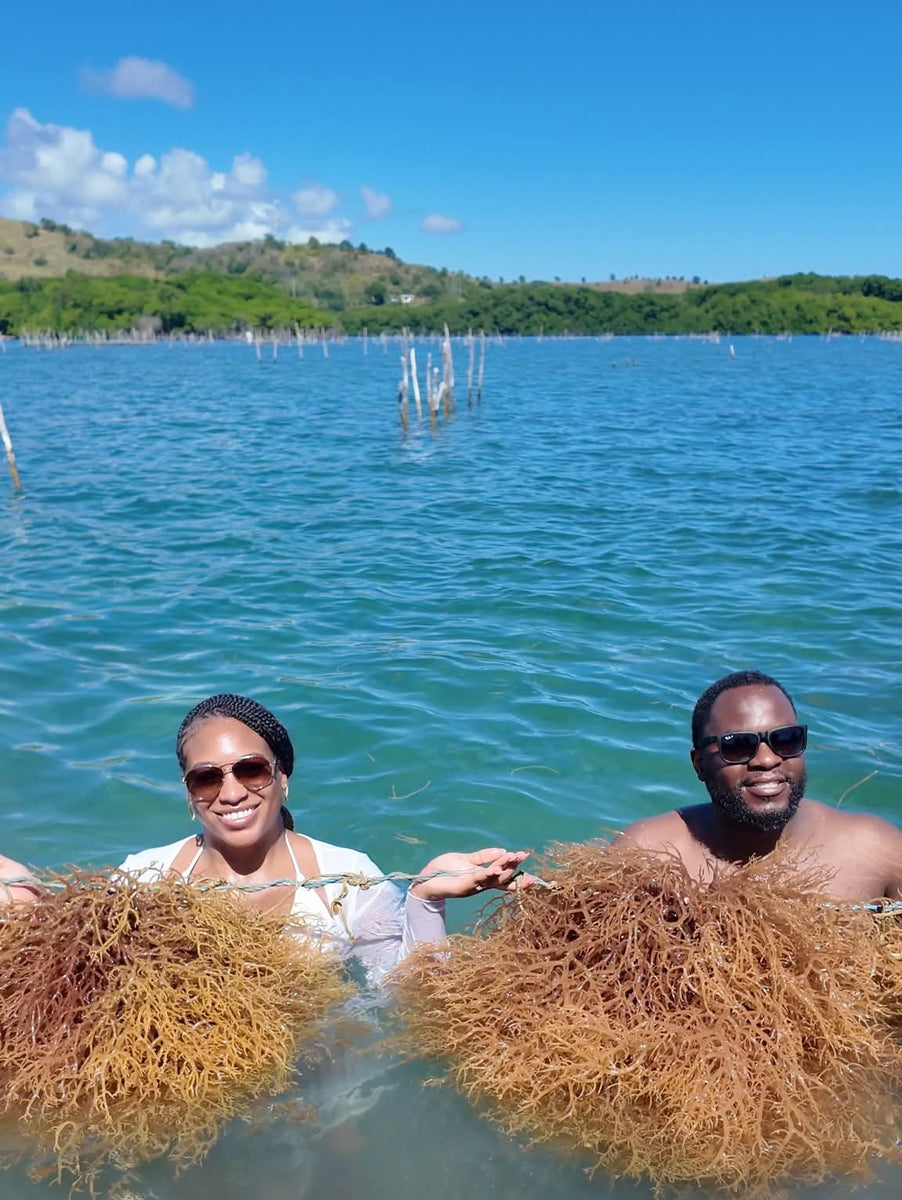 The Sea Moss Guy | Caribbean Sea Moss | Toronto, Ontario